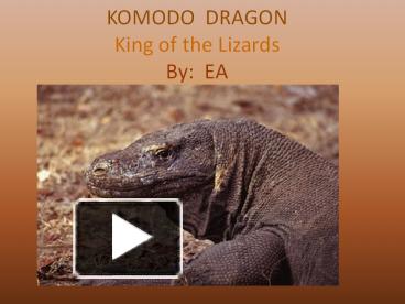 PPT – KOMODO DRAGON King of the Lizards By: EA PowerPoint presentation ...