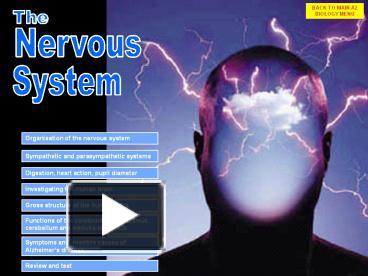 PPT – The Nervous System PowerPoint presentation | free to download ...