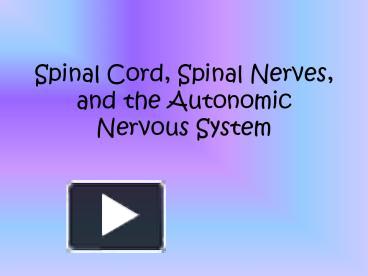 PPT – Spinal Cord, Spinal Nerves, and the Autonomic Nervous System ...