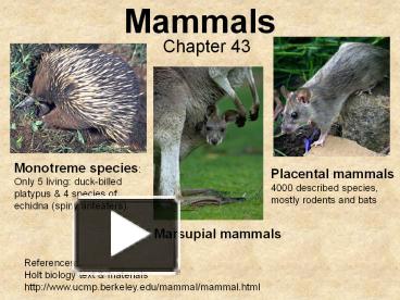 Mammals presentation | free to view