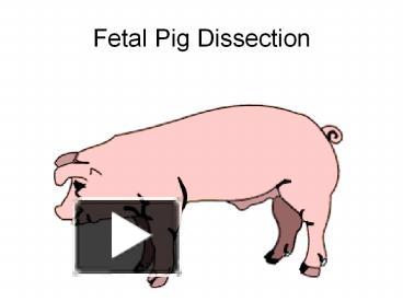PPT – Fetal Pig Dissection PowerPoint presentation | free to download ...