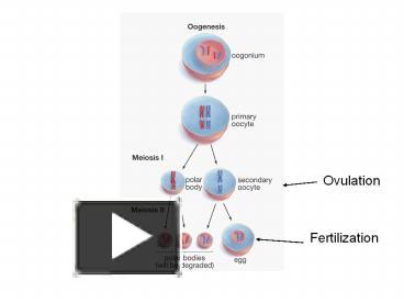 PPT – Ovulation PowerPoint presentation | free to download - id: 3be2bf-OTljM