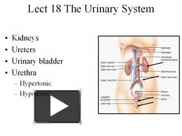PPT – Lect 18 The Urinary System PowerPoint presentation | free to view - id: 3be375-ODE4M
