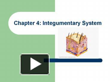 PPT – Chapter 4: Integumentary System PowerPoint presentation | free to ...