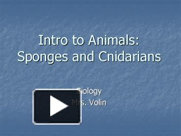 PPT – Intro to Animals: Sponges and Cnidarians PowerPoint presentation ...