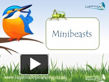 What is a minibeast? presentation | free to download