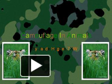 Camouflage In Animals presentation | free to view