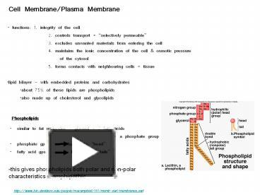 PPT – Cell Membrane/Plasma Membrane PowerPoint presentation | free to ...