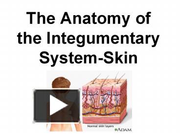 The Anatomy of the Integumentary System-Skin presentation | free to ...