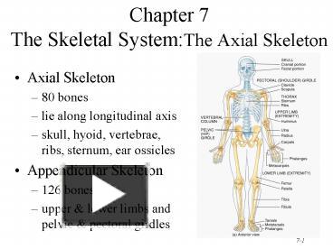 Chapter 7 The Skeletal System:The Axial Skeleton PowerPoint ...