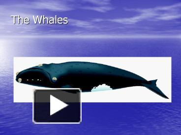 PPT – The Whales PowerPoint presentation | free to view - id: 3f308-NzEyY