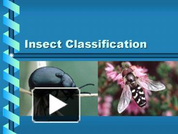 Insect Classification presentation | free to view