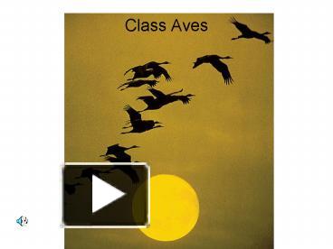 Class Aves presentation | free to view