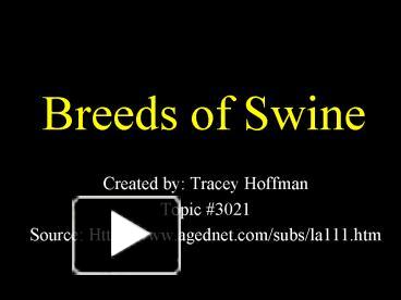 Breeds of Swine presentation | free to view
