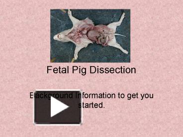 Fetal Pig Dissection Powerpoint