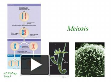 Meiosis presentation | free to view