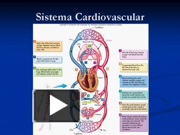 PPT – Sistema Cardiovascular PowerPoint presentation | free to view - id: 416db6-ZTg5N