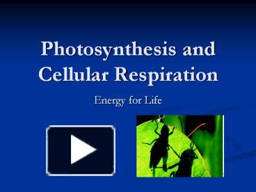 PPT – Photosynthesis and Cellular Respiration PowerPoint presentation ...