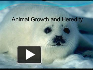Animal Growth and Heredity presentation | free to download