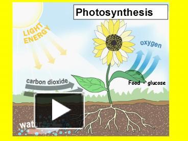 Photosynthesis presentation | free to view