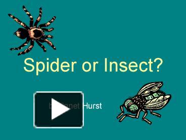 PPT – Spider or Insect? PowerPoint presentation | free to view - id ...