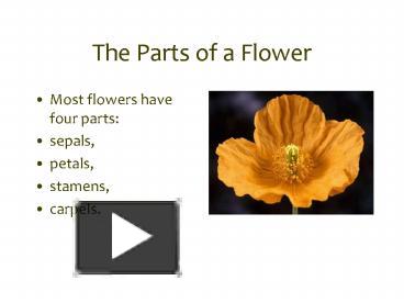 The Parts of a Flower presentation | free to download
