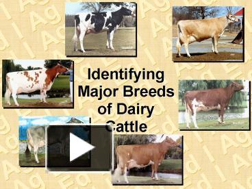 Identifying Major Breeds of Dairy Cattle presentation | free to view