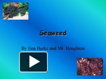 Seaweed presentation | free to view