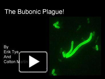 PPT – The Bubonic Plague! PowerPoint presentation | free to download ...