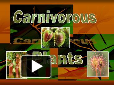 Carnivorous presentation | free to download