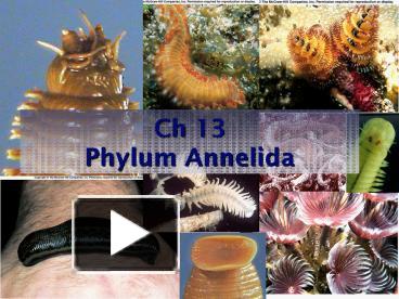 Ch 13 Phylum Annelida presentation | free to download