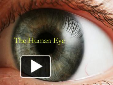The Human Eye presentation | free to download