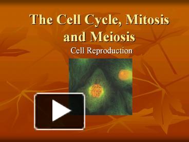 The Cell Cycle, Mitosis and Meiosis presentation | free to download