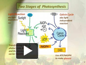 Two Stages Of Photosynthesis