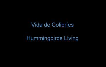 PPT – Vida de Colibr PowerPoint presentation | free to download - id: 44e631-NTI1Y