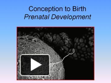 Conception to Birth Prenatal Development presentation | free to download