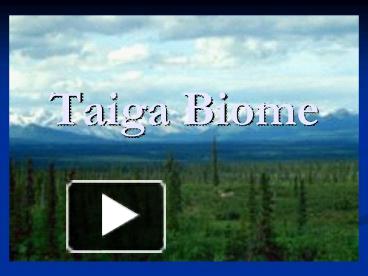 PPT – Taiga Biome PowerPoint presentation | free to view - id: 4544f-ZDc1Z