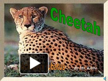 The Cheetah presentation | free to view
