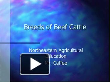 PPT – Breeds of Beef Cattle PowerPoint presentation | free to download ...