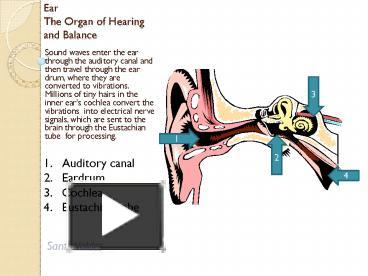 Ear The Organ of Hearing and Balance presentation | free to download