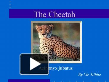 The Cheetah presentation | free to view