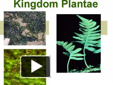 PPT – Kingdom Plantae PowerPoint presentation | free to view - id ...