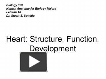 PPT – Heart and Circulation PowerPoint presentation | free to download ...