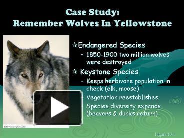 Case Study: Remember Wolves In Yellowstone presentation | free to view