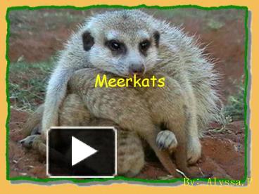 Meerkats presentation | free to view