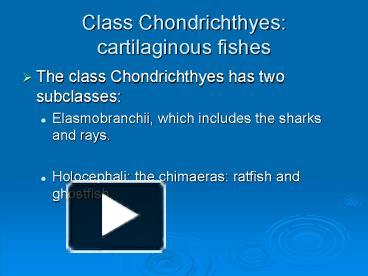 Class Chondrichthyes: cartilaginous fishes presentation | free to view