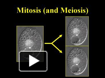 Mitosis (and Meiosis) presentation | free to view