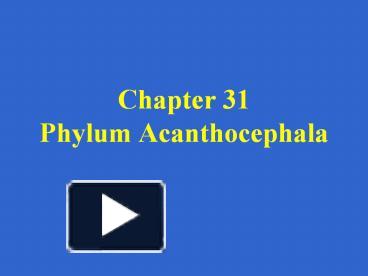 Chapter 31 Phylum Acanthocephala presentation | free to download