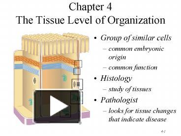 Chapter 4 The Tissue Level of Organization presentation | free to view