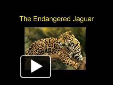 PPT – The Endangered Jaguar PowerPoint presentation | free to view - id: 498499-MGI5Z